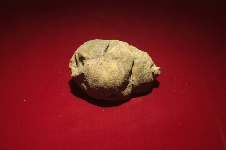 Dinosaur Egg Discovered By Italian Customs Agents At Bergamo Airport