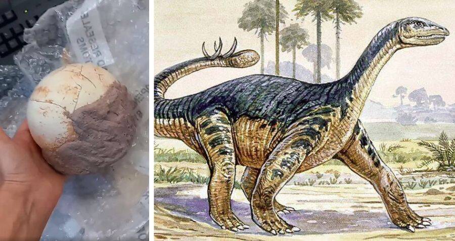 Dinosaur Egg Discovered By Italian Customs Agents At Bergamo Airport