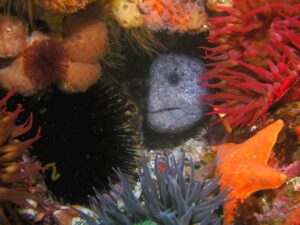 Wolf Eel, The Terrifying Fish That Roams The Pacific