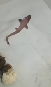 'Virgin Birth' Of Smoothhound Shark In All-Female Tank Astounds Scientists