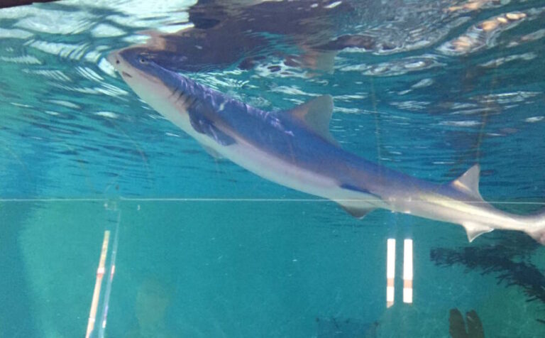'Virgin Birth' Of Smoothhound Shark In All-Female Tank Astounds Scientists