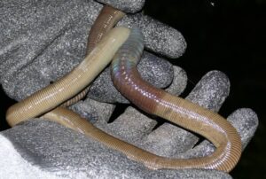 Meet Australia's Giant Gippsland Earthworm, The World's Biggest Worm