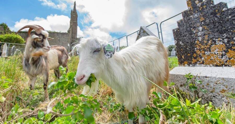 Grazing Goats And Sheep Have Uncovered 500 Historic Graves In Ireland