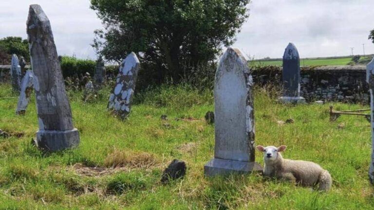 Grazing Goats And Sheep Have Uncovered 500 Historic Graves In Ireland