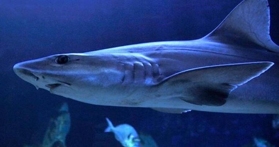 'Virgin Birth' Of Smoothhound Shark In All-Female Tank Astounds Scientists