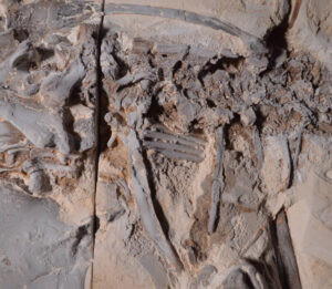 Scientists Reveal Most Complete Pterosaur Fossil Ever Discovered