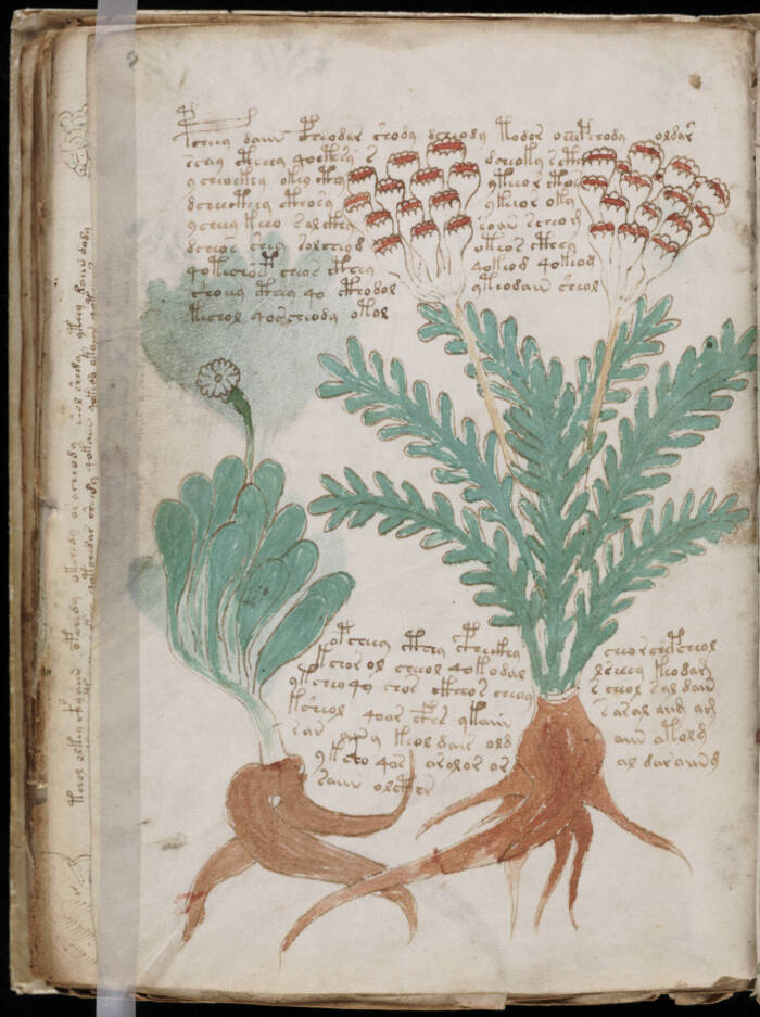 Inside The Voynich Manuscript, The Indecipherable Medieval Codex