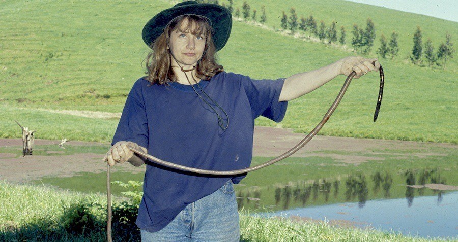 Meet Australia's Giant Gippsland Earthworm, The World's Biggest Worm