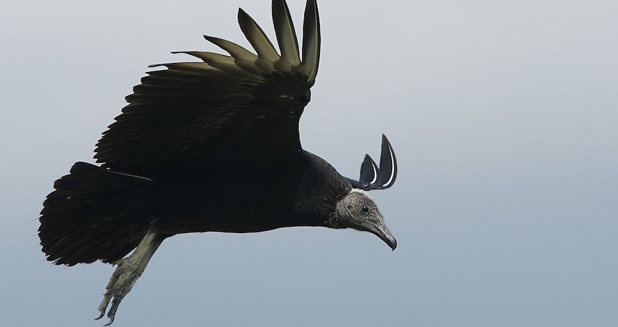 Federally Protected Black Vultures 'Eating Cows Alive' Across Midwest
