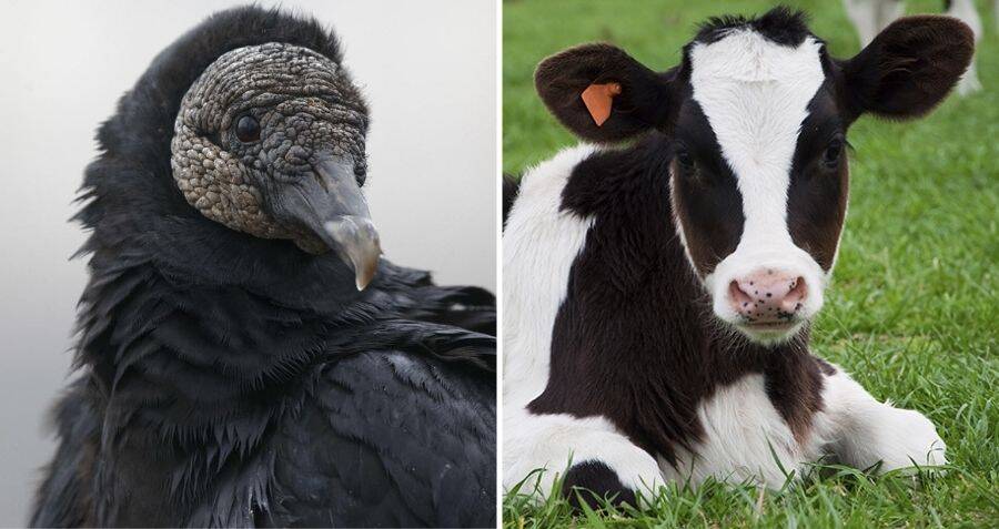 Federally Protected Black Vultures 'Eating Cows Alive' Across Midwest