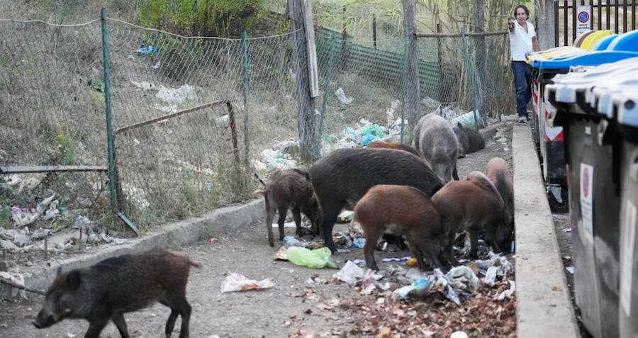 Packs Of Wild Boars Are Running Wild In The Streets Of Rome