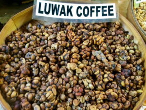 Kopi Luwak, The Bizarre Beverage Known As 'Cat Poop Coffee'