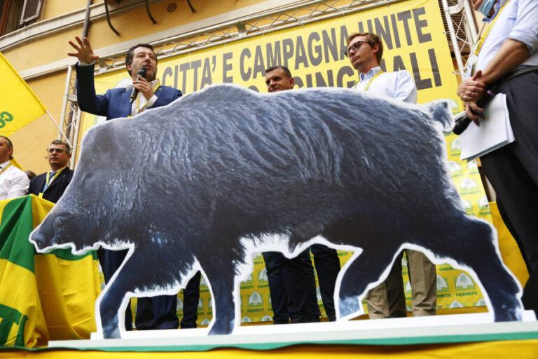 Packs Of Wild Boars Are Running Wild In The Streets Of Rome