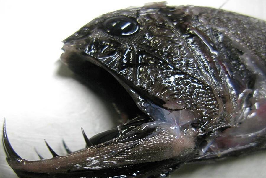 55 Scary Pictures From The Creepiest Corners Of History