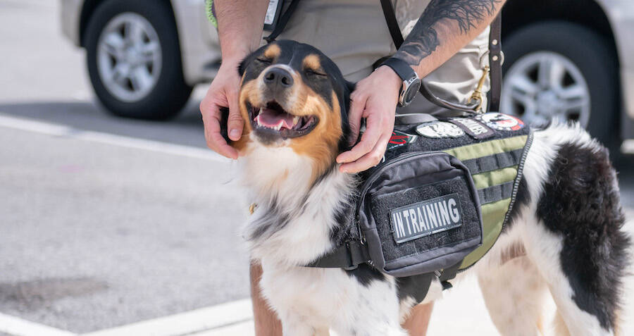 Newly-Signed PAWS Act Provides Service Dogs To Veterans With PTSD
