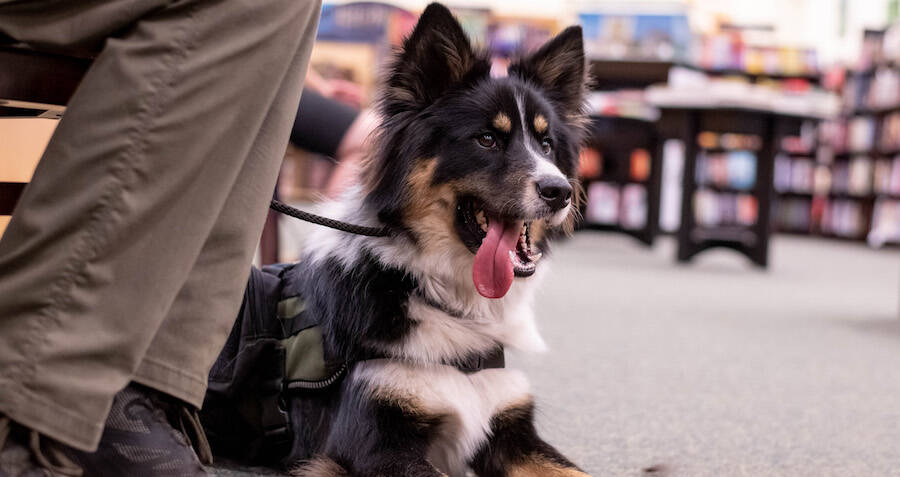 Newly-Signed PAWS Act Provides Service Dogs To Veterans With PTSD