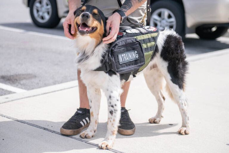 Newly-Signed PAWS Act Provides Service Dogs To Veterans With PTSD