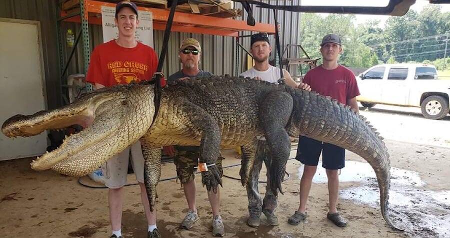 8,000-Year-Old Native American Artifacts Found In Alligator Stomach