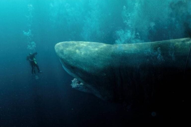 Megalodon: The Biggest Shark To Ever Live