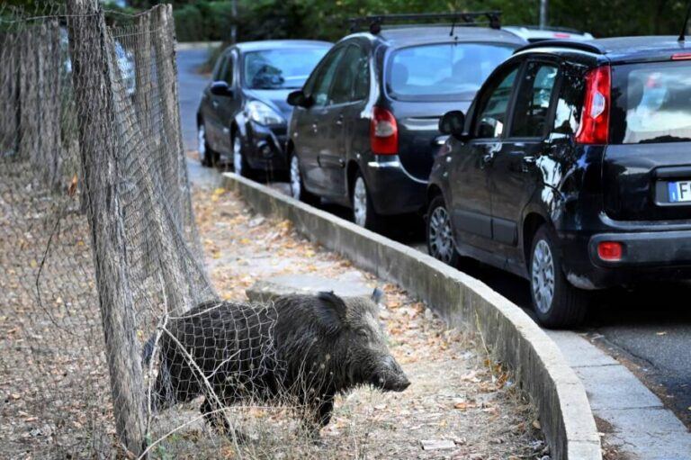Packs Of Wild Boars Are Running Wild In The Streets Of Rome