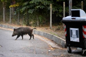 Packs Of Wild Boars Are Running Wild In The Streets Of Rome