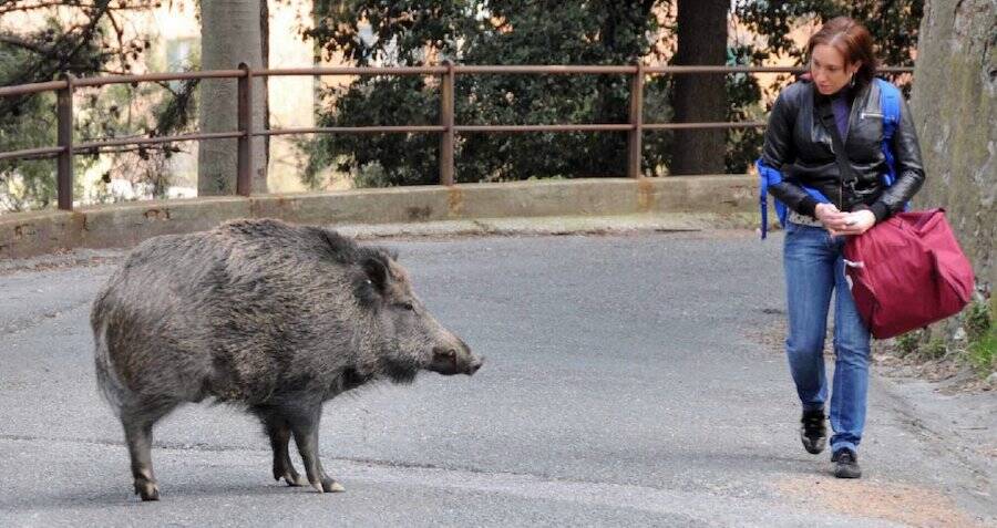 Packs Of Wild Boars Are Running Wild In The Streets Of Rome
