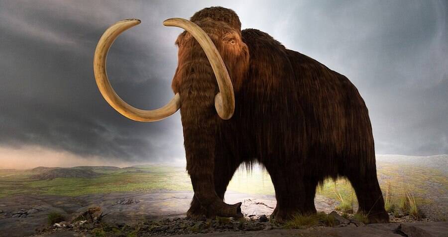 Genetics Startup Receives $15 Million To Revive Woolly Mammoths