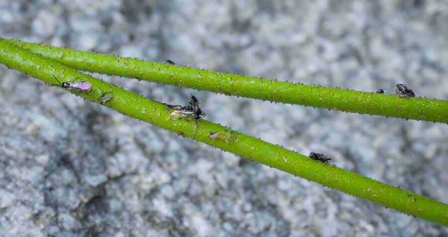 Western False Asphodel Wildflower Found To Be Carnivorous