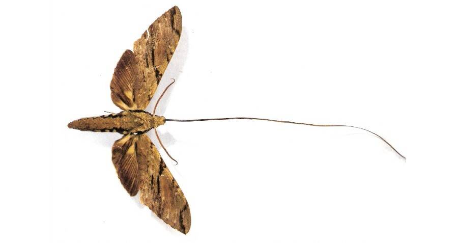 Newly Discovered Madagascar Moth Has Longest Tongue Of Any Insect