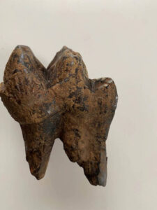 12,000-Year-Old Mastodon Tooth Found By Six-Year-Old Michigan Boy