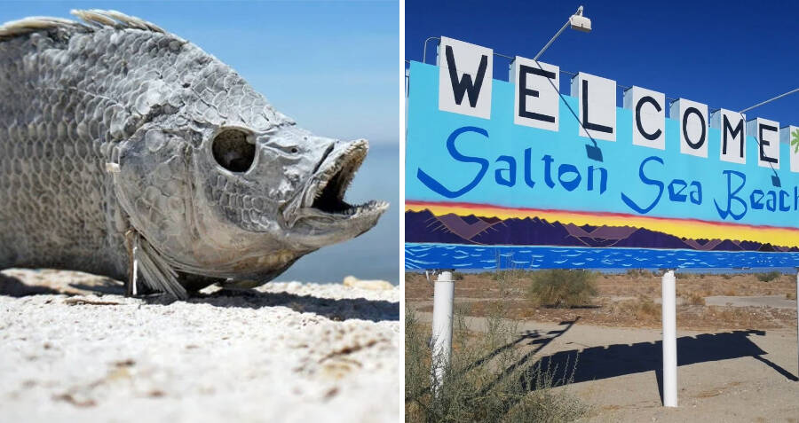 The History Of Salton Sea: The Rise And Fall Of A Toxic California Lake