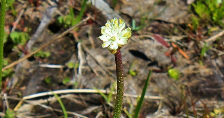 Western False Asphodel Wildflower Found To Be Carnivorous