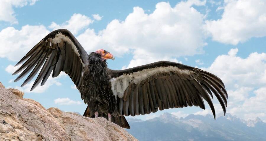Scientists Record Asexual Reproduction In California Condors