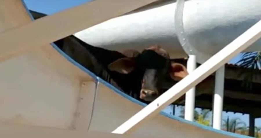 This Cow Escaped Slaughter And Got Stuck On A Slide