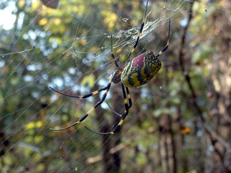 The Joro Spider, The Arachnid That's Invaded Georgia