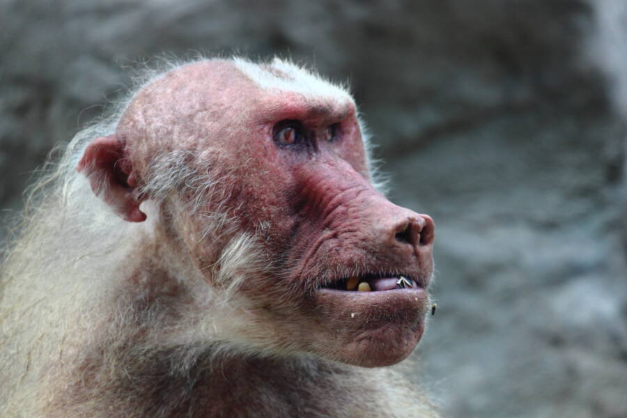 33 Scary Animals And Creepy Creatures You Won't Believe Are Real