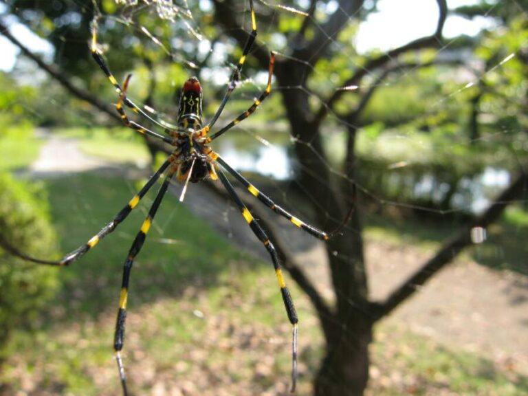 The Joro Spider, The Arachnid That's Invaded Georgia