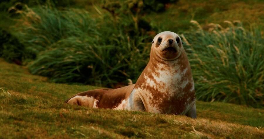 Sea Lions Move Into Human Spaces Across New Zealand