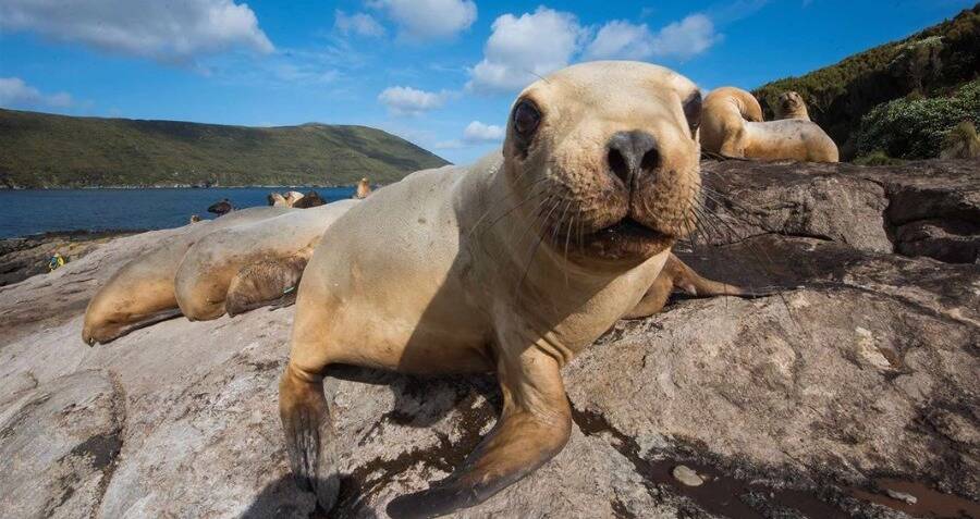 Sea Lions Move Into Human Spaces Across New Zealand