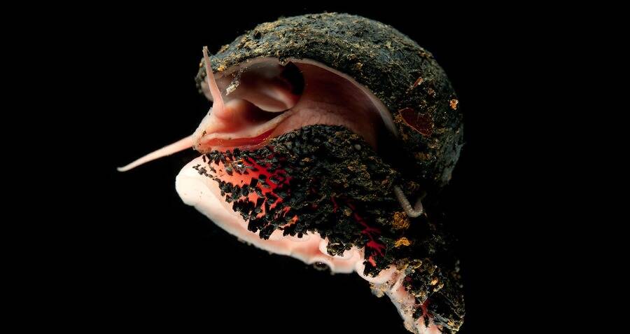 Why The Volcano Snail Is Nature's Toughest Gastropod