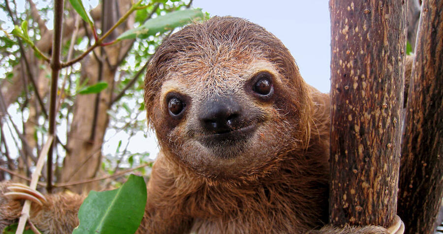 Scientists Discover That Extinct Giant Ground Sloths Ate Meat