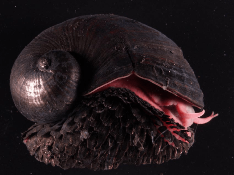 Why The Volcano Snail Is Nature's Toughest Gastropod