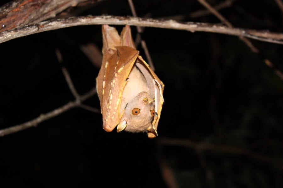 33 Scary Animals And Creepy Creatures You Won't Believe Are Real