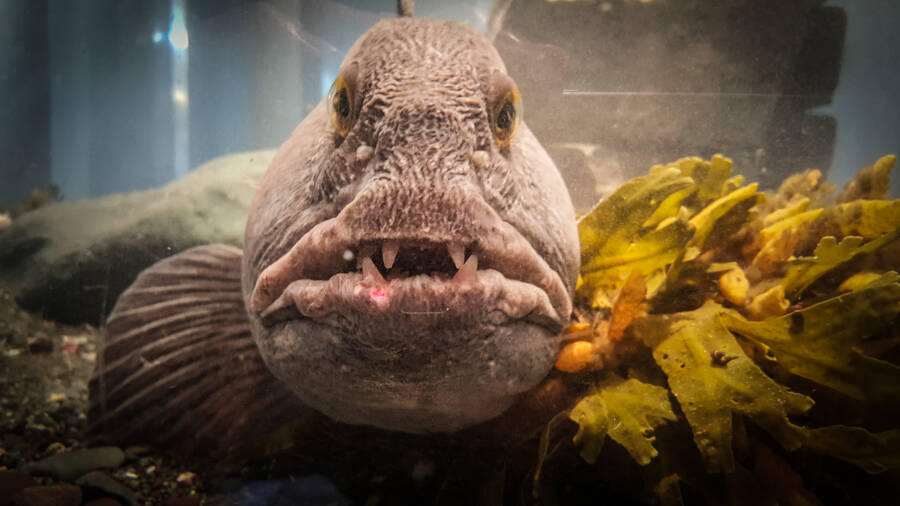 33 Scary Animals And Creepy Creatures You Won't Believe Are Real