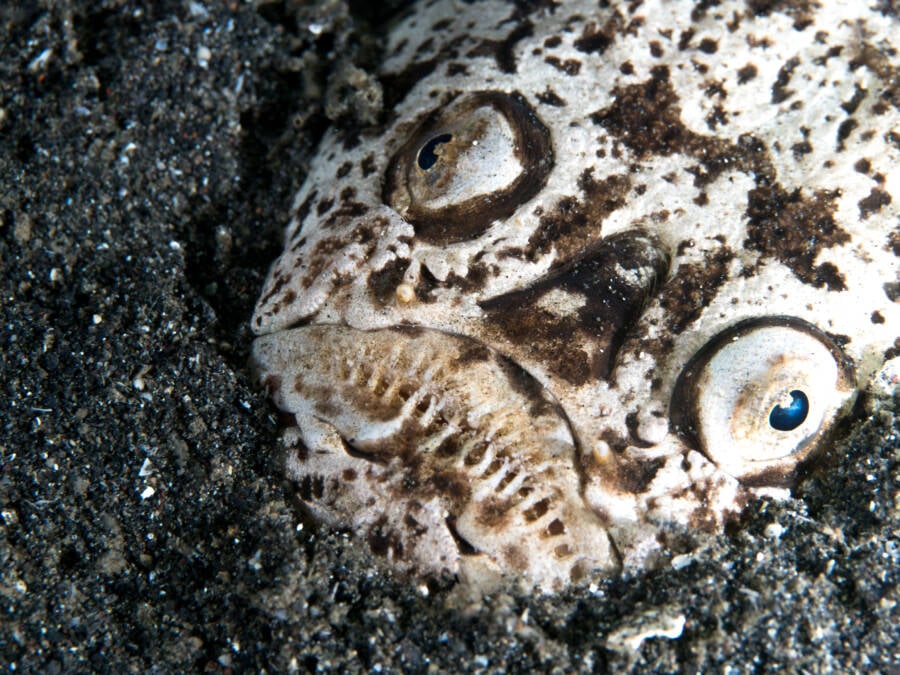 33 Scary Animals And Creepy Creatures You Won't Believe Are Real