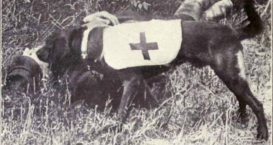 The Inspiring Story Of The Mercy Dogs Of World War I