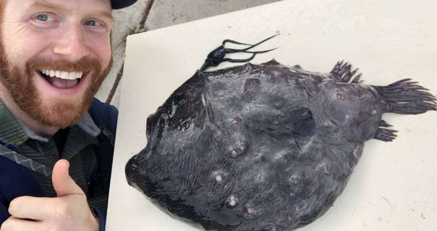 Footballfish, The Terrifying Deep-Sea Monsters Of The Pacific