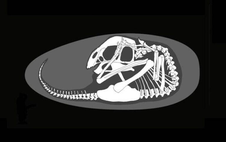 Perfectly Preserved Dinosaur Baby Found Curled Up In Its Egg