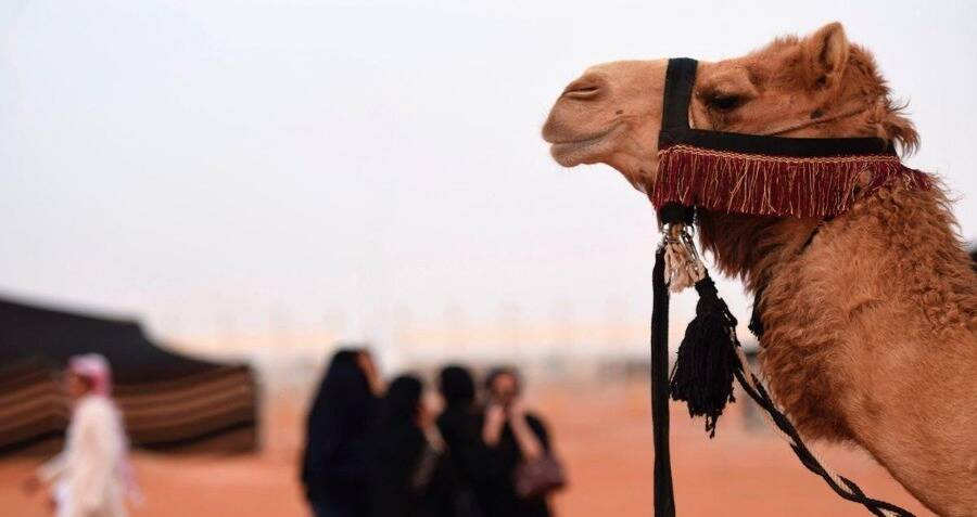 Dozens Of Camels Tossed From Saudi Arabia Beauty Contest Over Botox