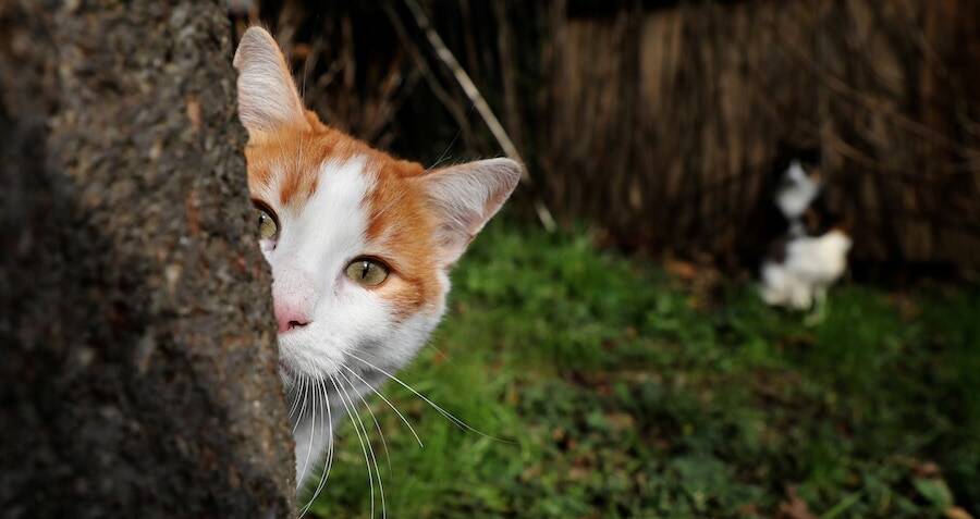 Study Identifies 'Croydon Cat Killer' After 400 Cats Found Dead In London